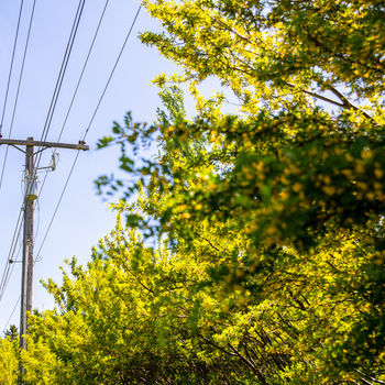 What is a grid alert